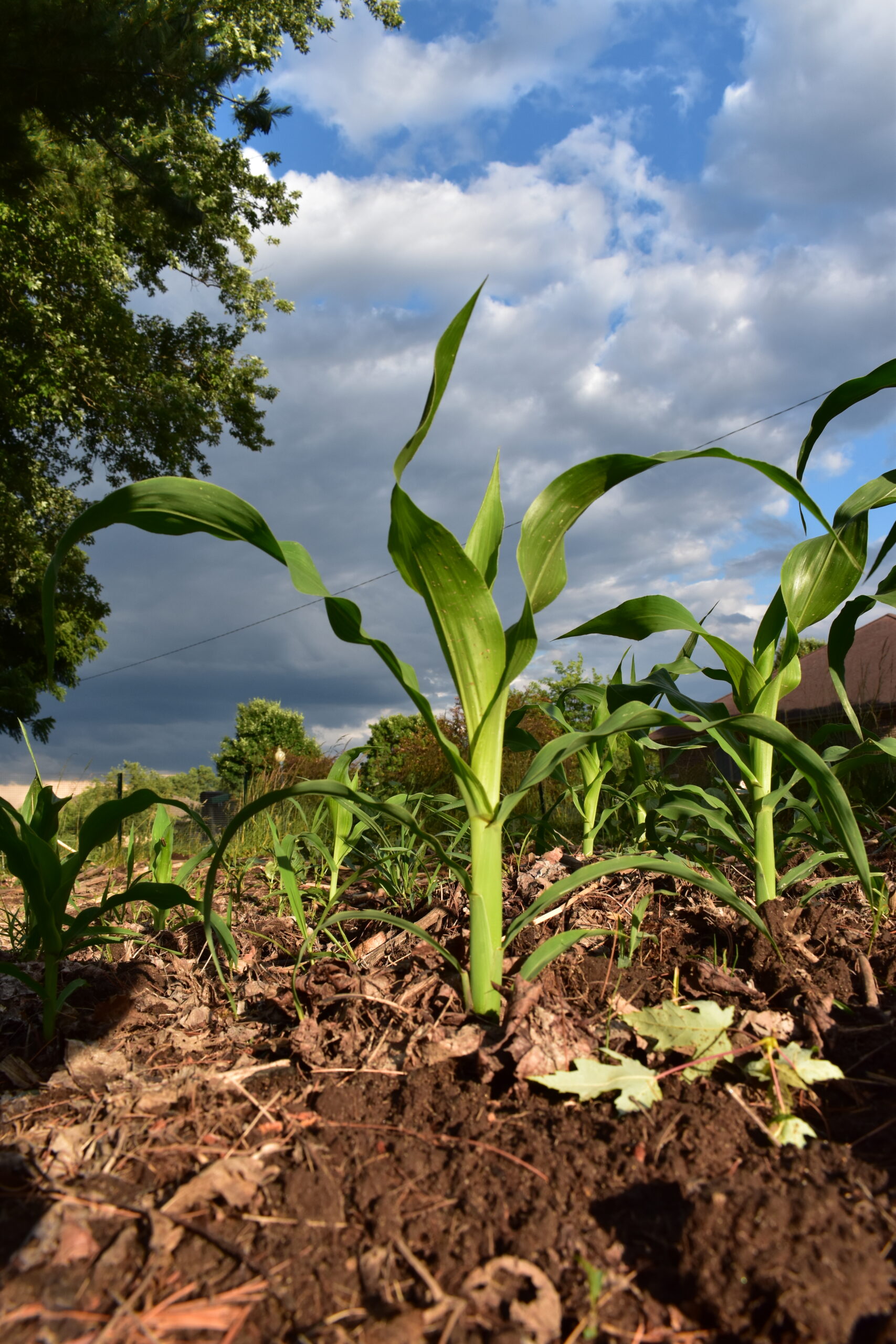 Projects – Rooting Through Corn Planting Families