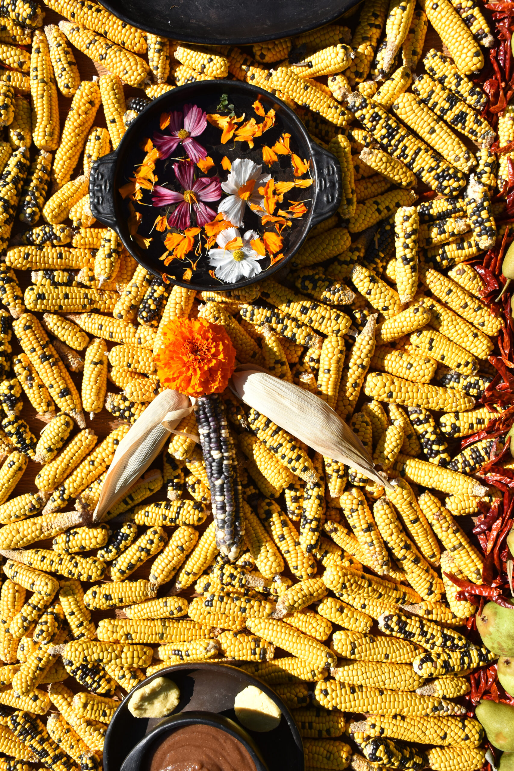 Culture – Rooting Through Corn Planting Families