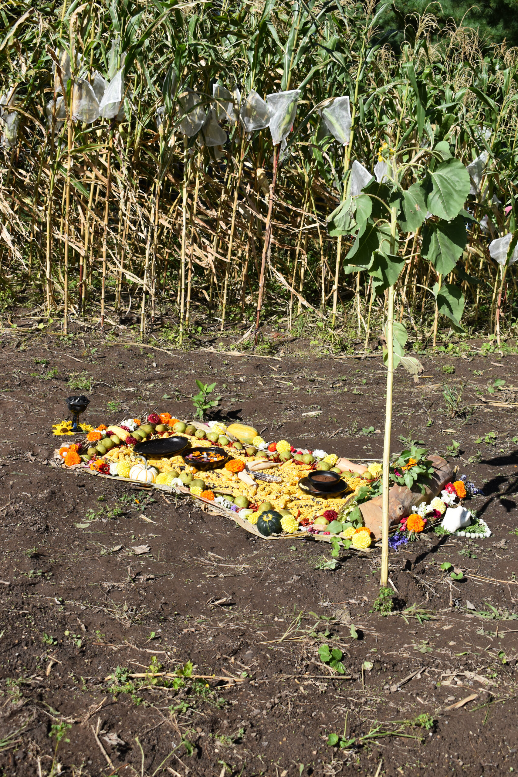 Culture – Rooting Through Corn Planting Families